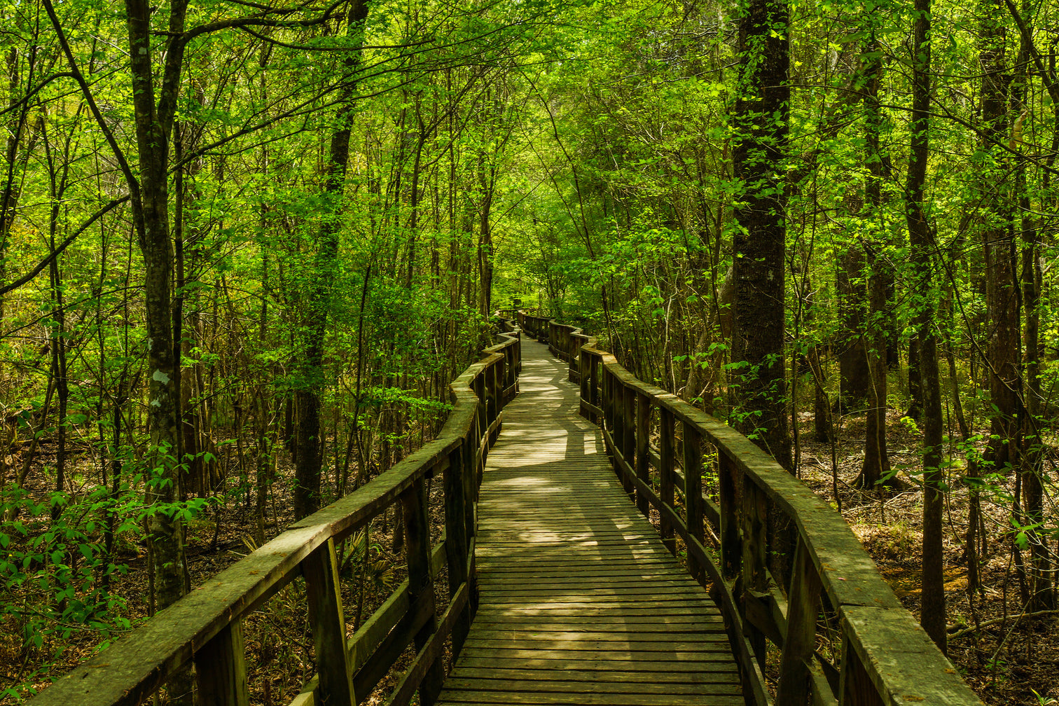 National Park Travel Guide: Congaree National Park – Mountain Khakis